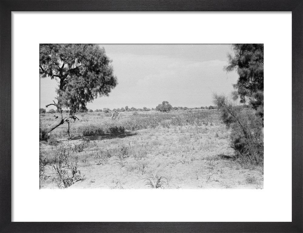 Landscape with tamarisk trees in ... – Pitt Rivers Museum Prints